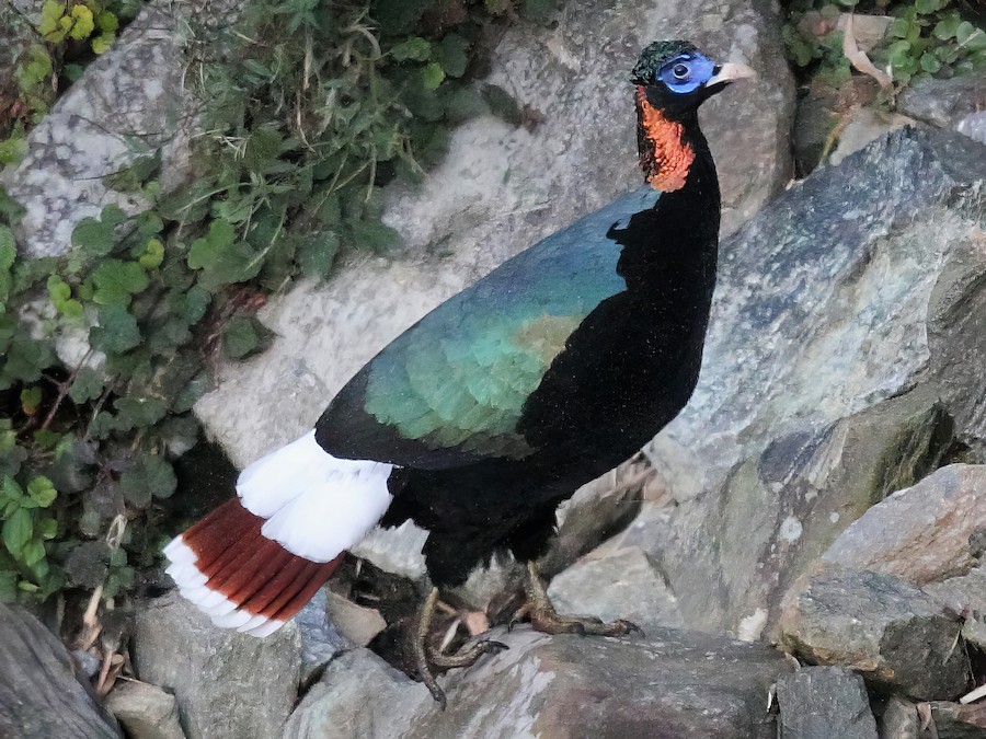 Sclater's Monal - eBird