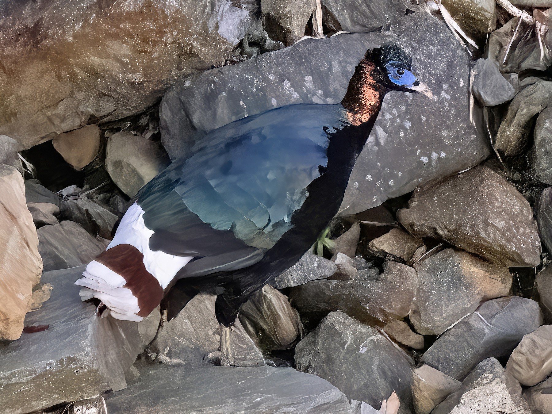 Sclater's Monal - eBird