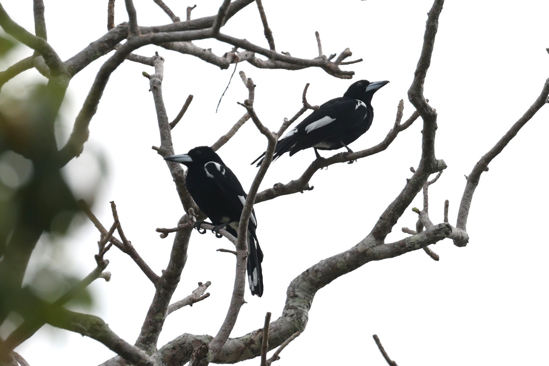 Tagula Butcherbird - eBird