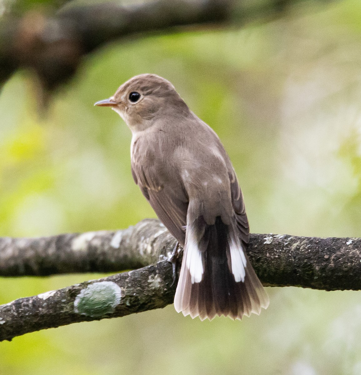 ML610626413 - Kashmir Flycatcher - Macaulay Library