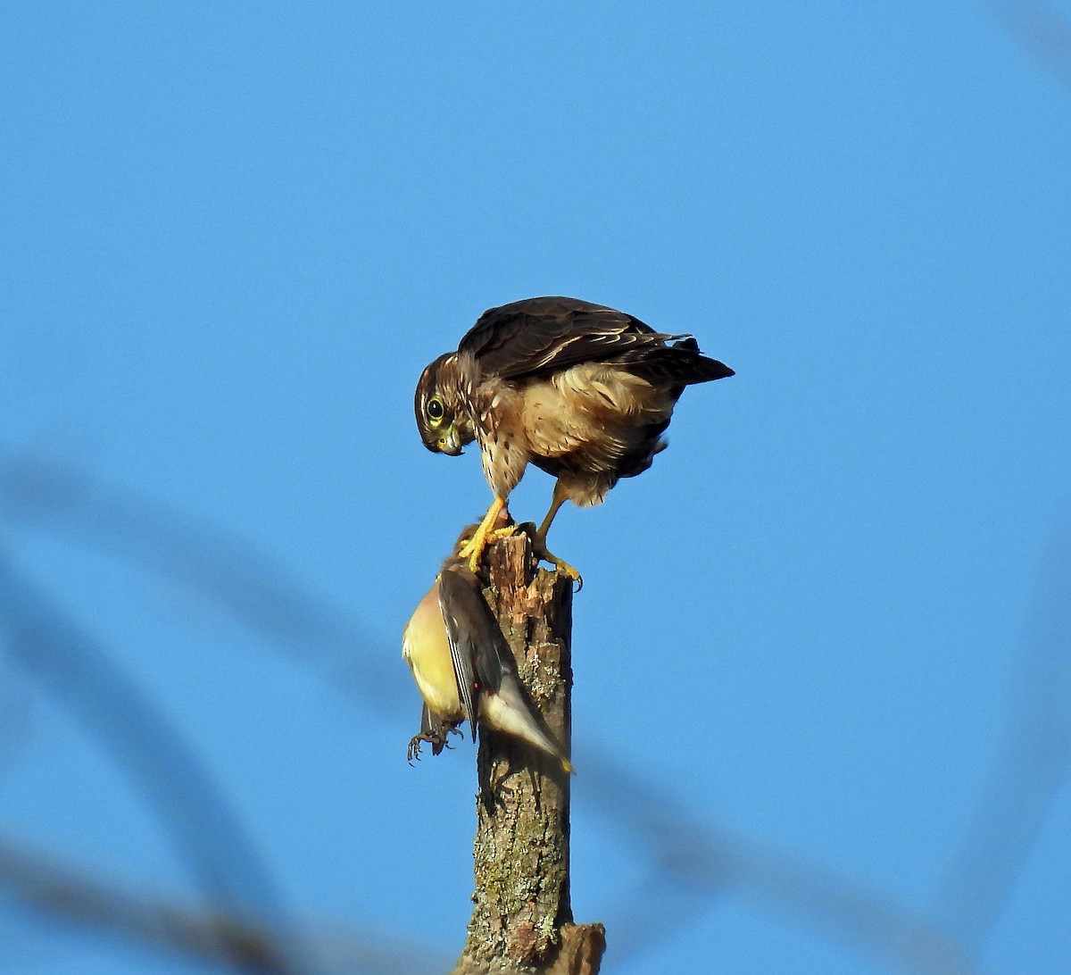 eBird Checklist - 1 Nov 2023 - Memorial Lake SP - 29 species
