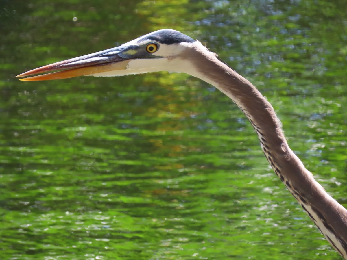 eBird Checklist - 1 Nov 2023 - Loxahatchee NWR - 39 species