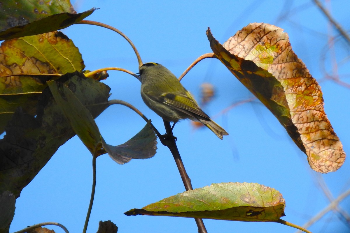eBird Checklist - 1 Nov 2023 - Cavalier WMA - 16 species