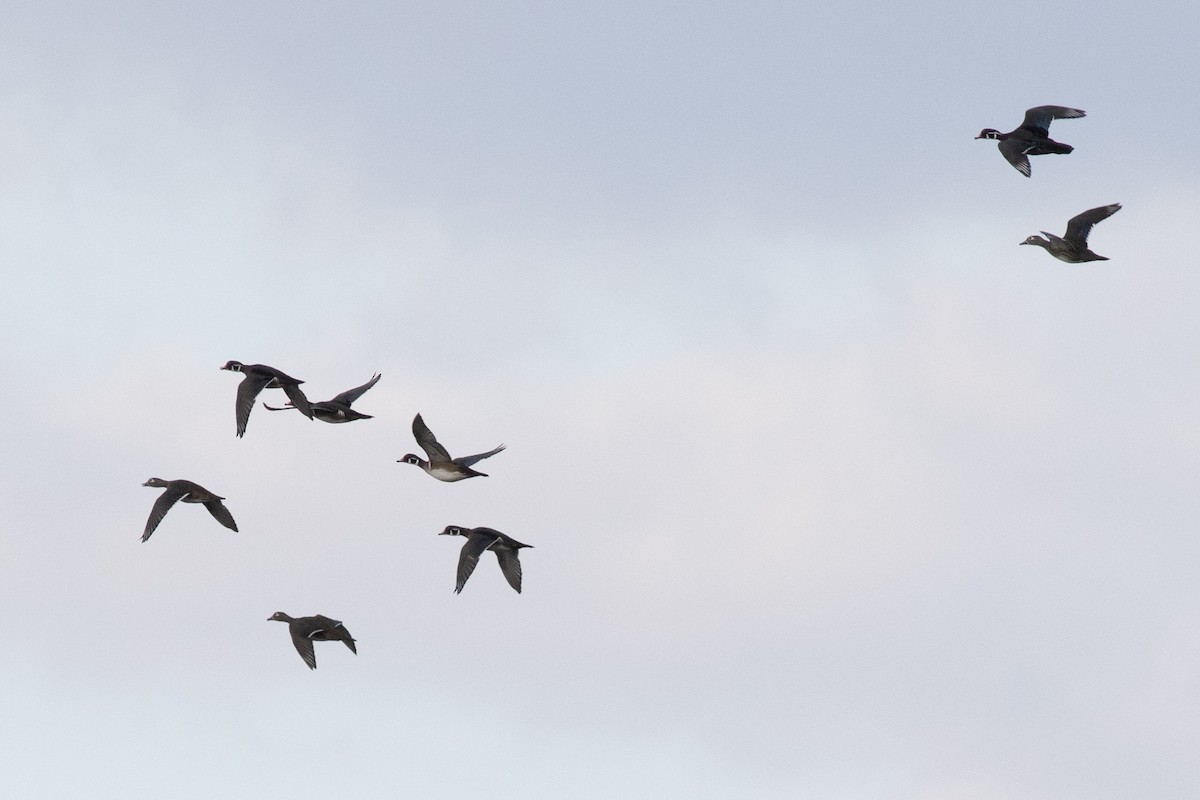 eBird Checklist - 1 Nov 2023 - Ashland Nature Center and Hawk Watch ...