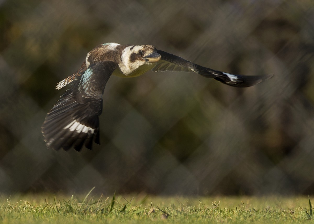 eBird Checklist - 31 Oct 2023 - Gordon Flying Fox Reserve - 9 species