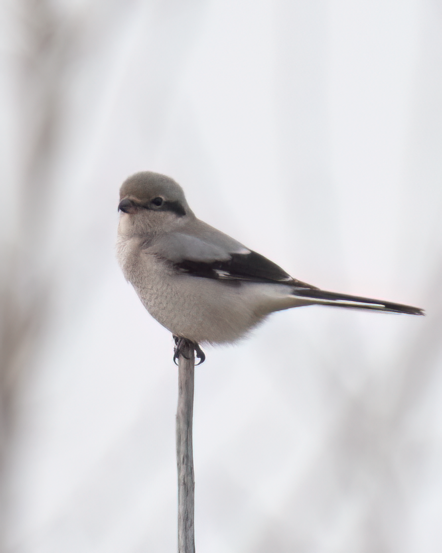 eBird Checklist - 1 Nov 2023 - Limberlost Swamp Wetland Preserve (Adams ...