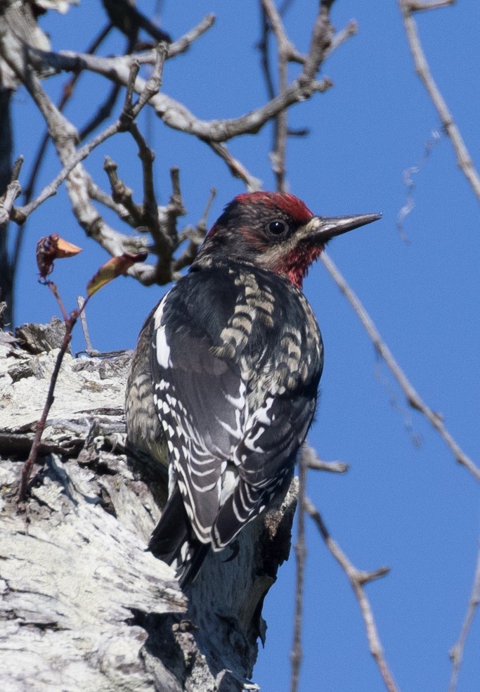Yellow-bellied/Red-naped x Red-breasted Sapsucker (hybrid) - eBird