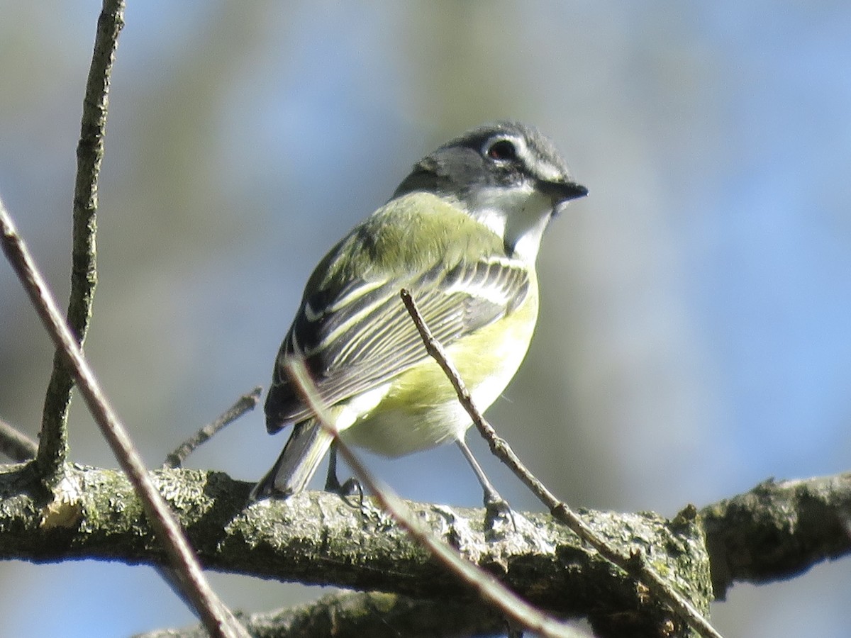 eBird Checklist - 30 Apr 2022 - Milford Mill Park - 46 species