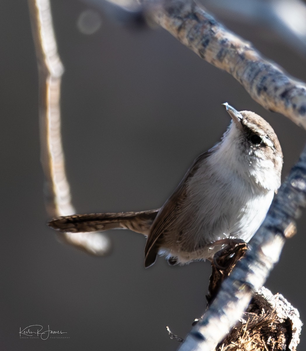 eBird Checklist - 30 Oct 2023 - Susan River Trail South - 12 species