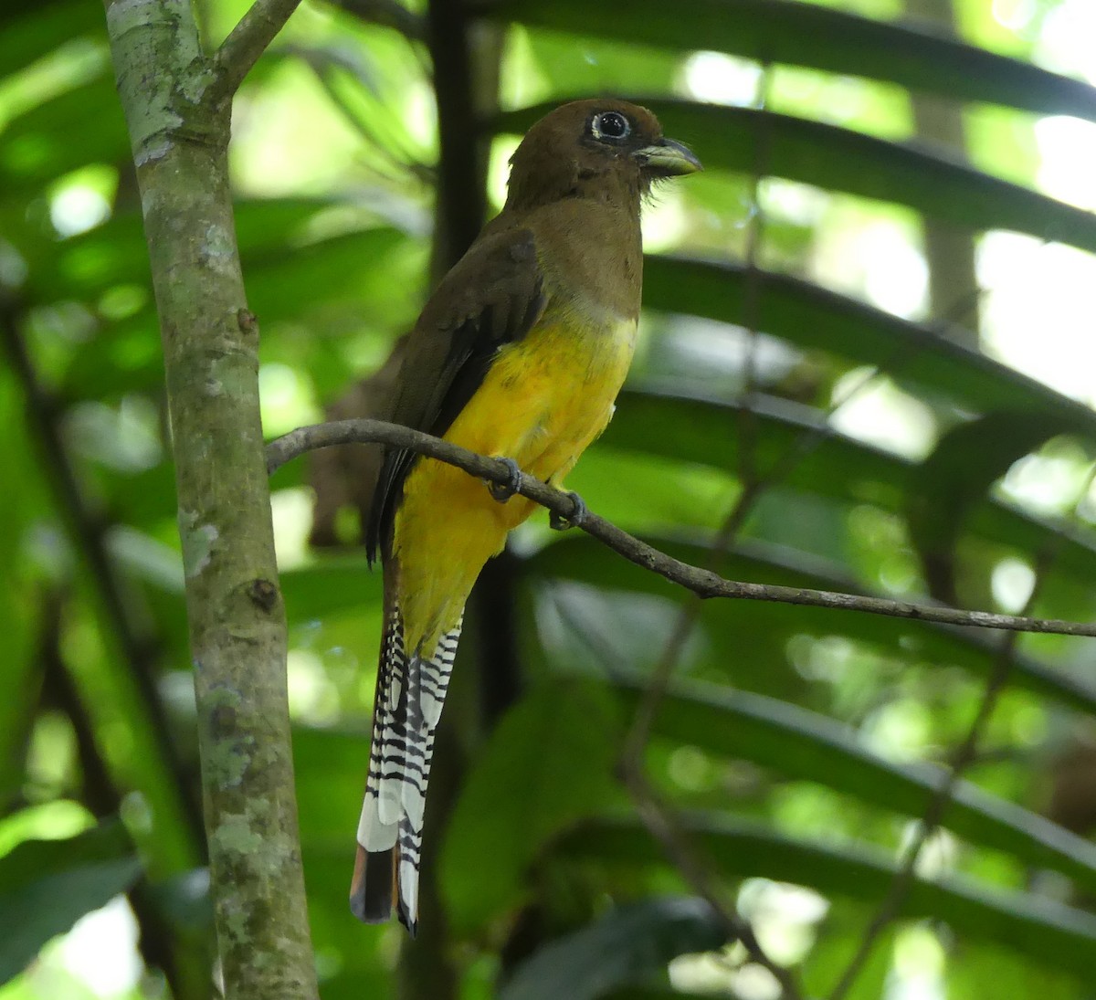 eBird Checklist - 1 Nov 2023 - Estación Biológica La Selva-OTS - 105 species (+2 other taxa)