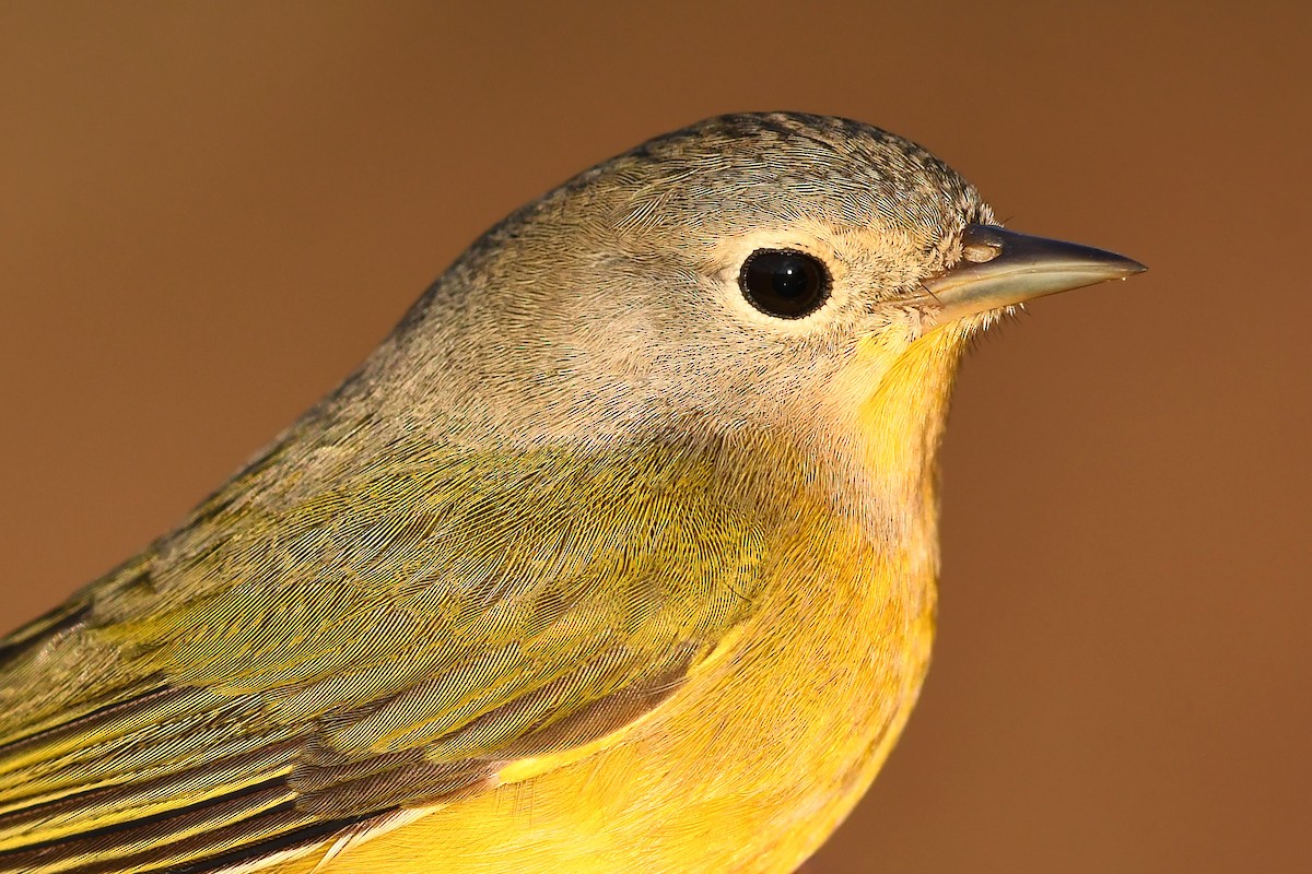 Nashville Warbler (ruficapilla) - eBird