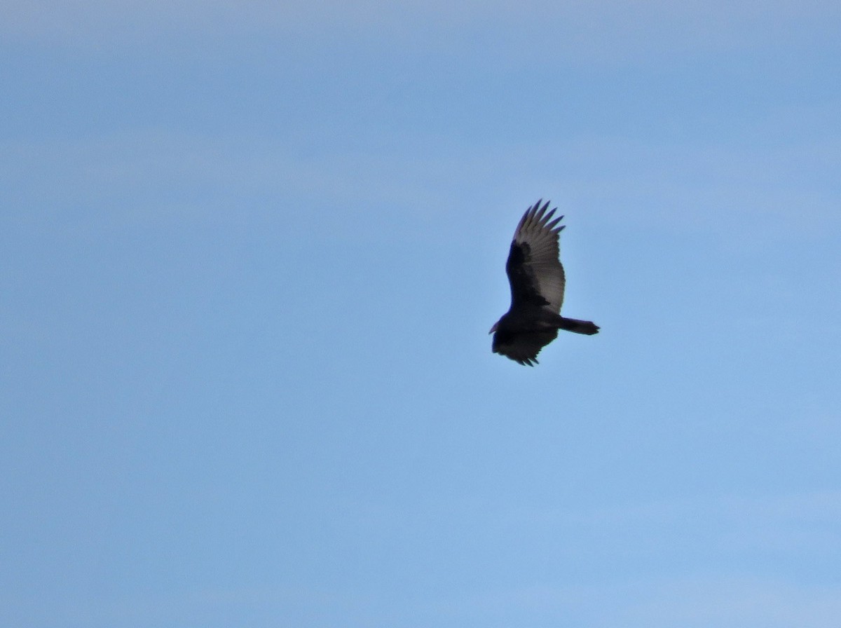 eBird Checklist - 1 Nov 2023 - Bates Property - W1015 Brooklyn J Road ...