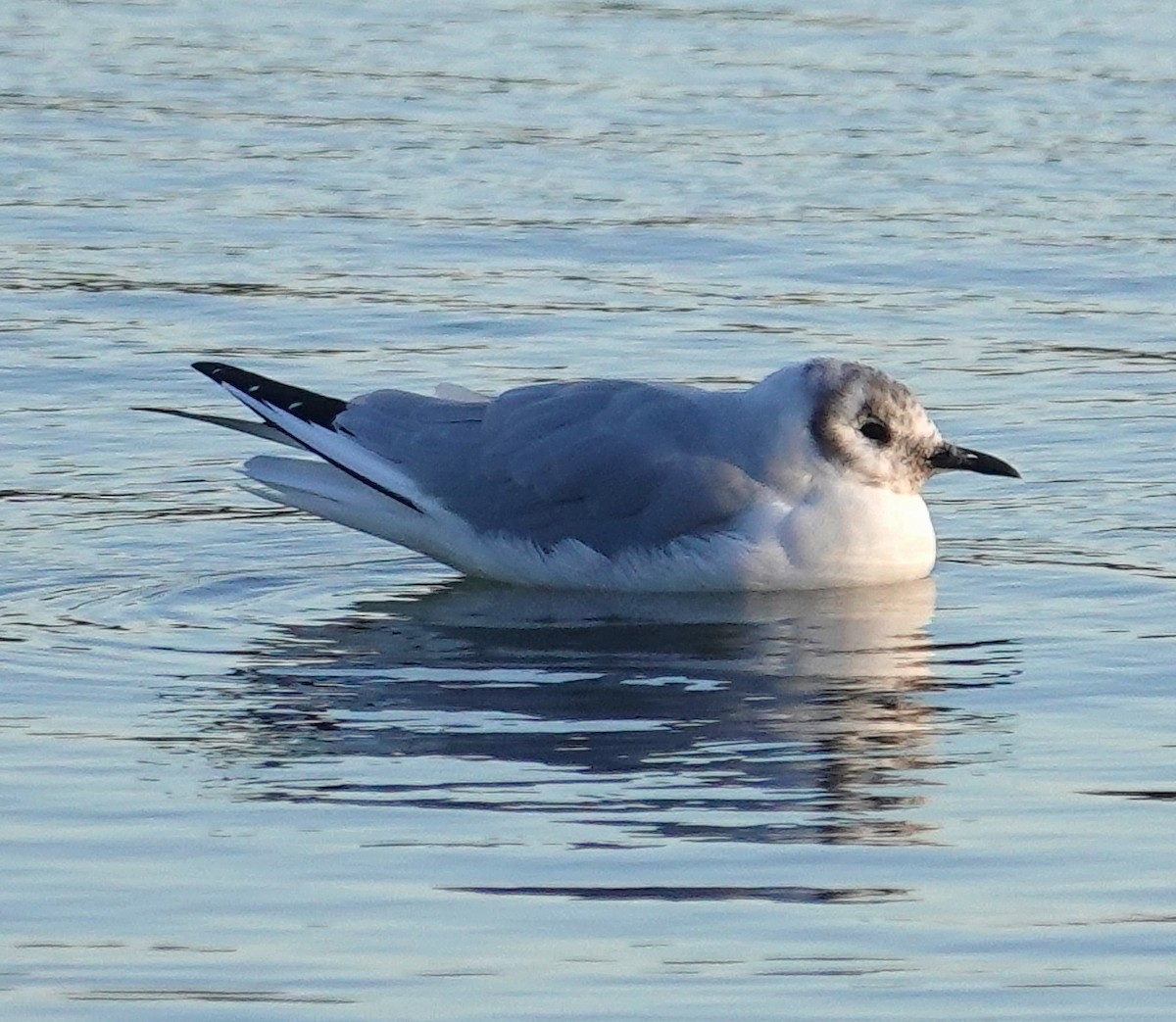 eBird Checklist - 1 Nov 2023 - Blue Marsh Lake SRA--Dry Brooks Day Use ...