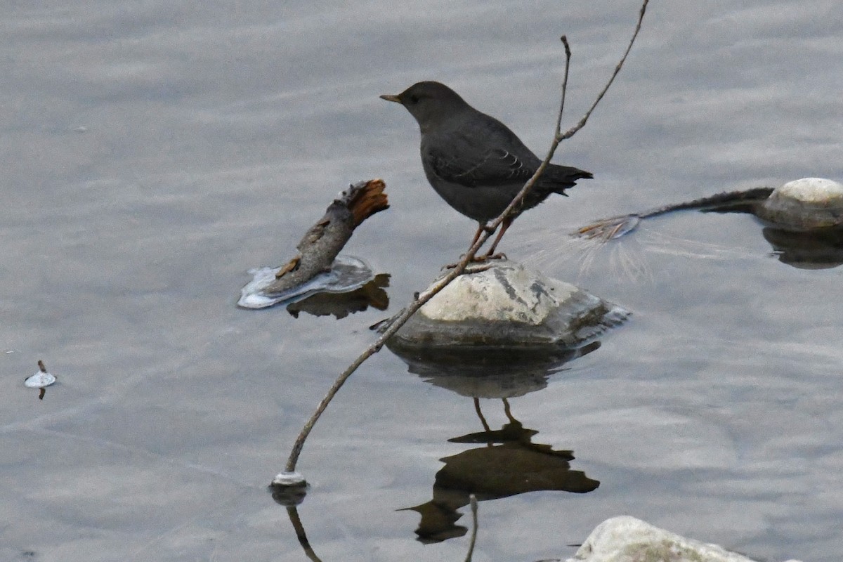 eBird Checklist - 1 Nov 2023 - Fort Steele--Old Fort & Kootenay River ...