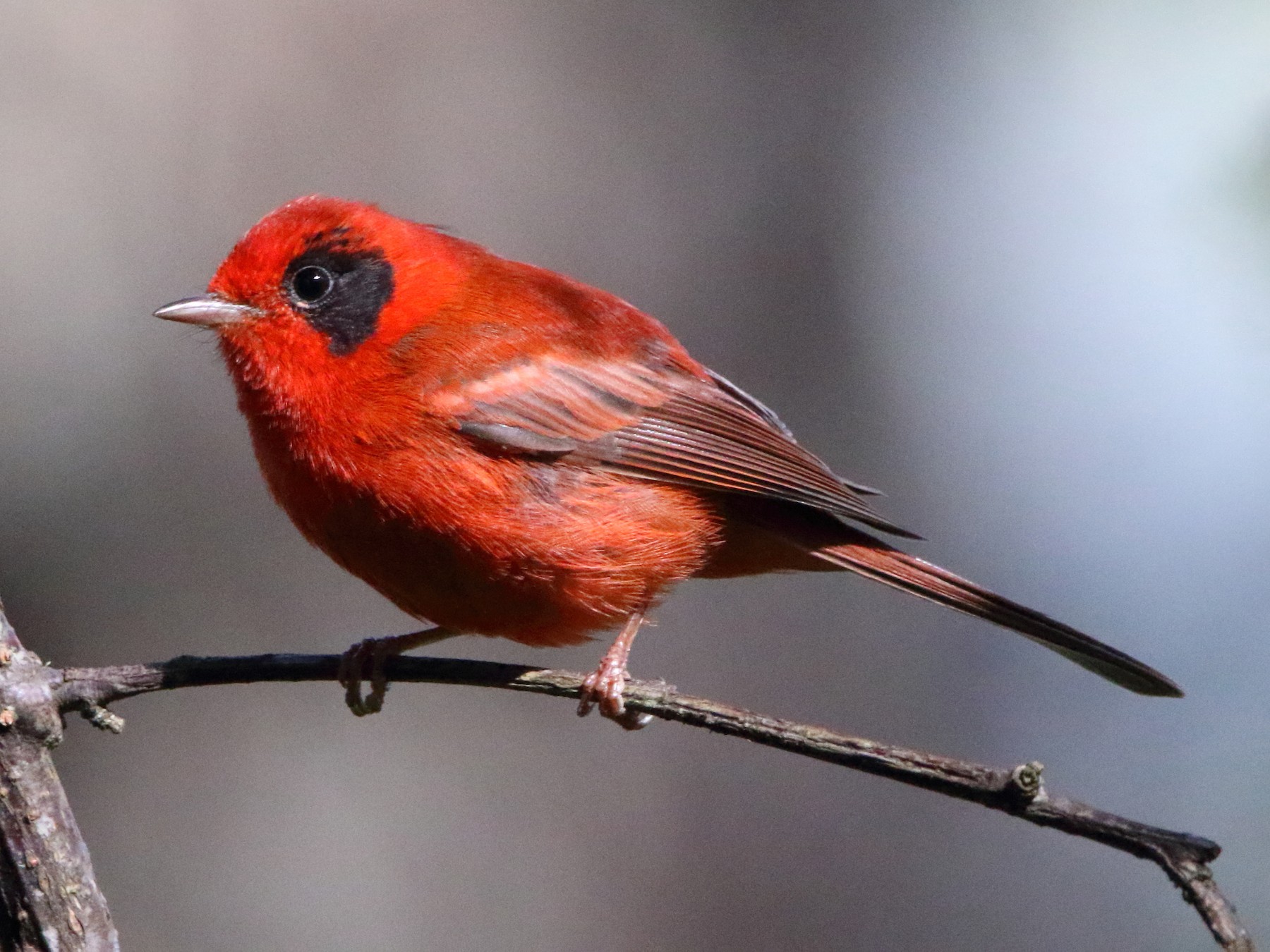 Red Warbler - eBird