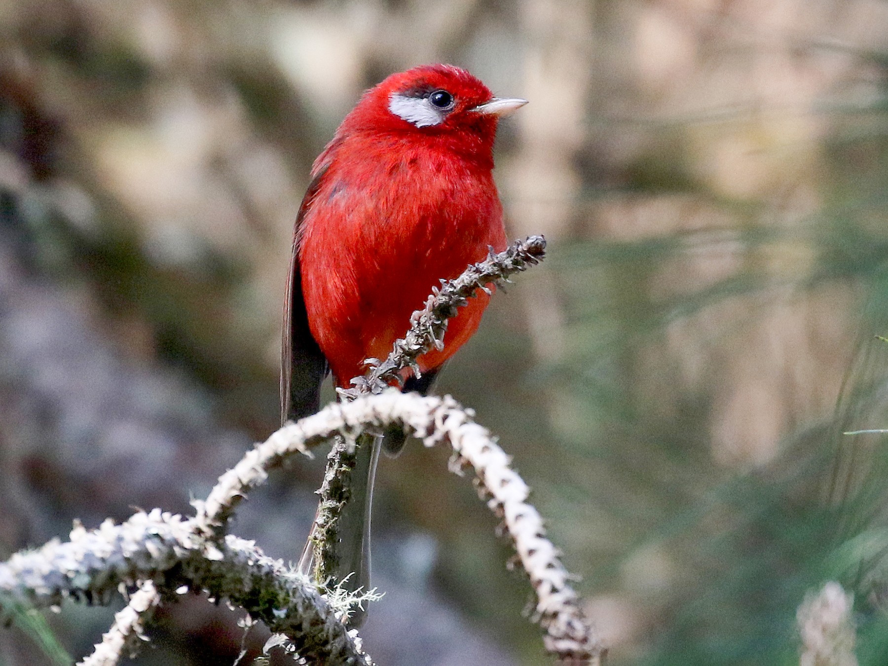 Red Jay