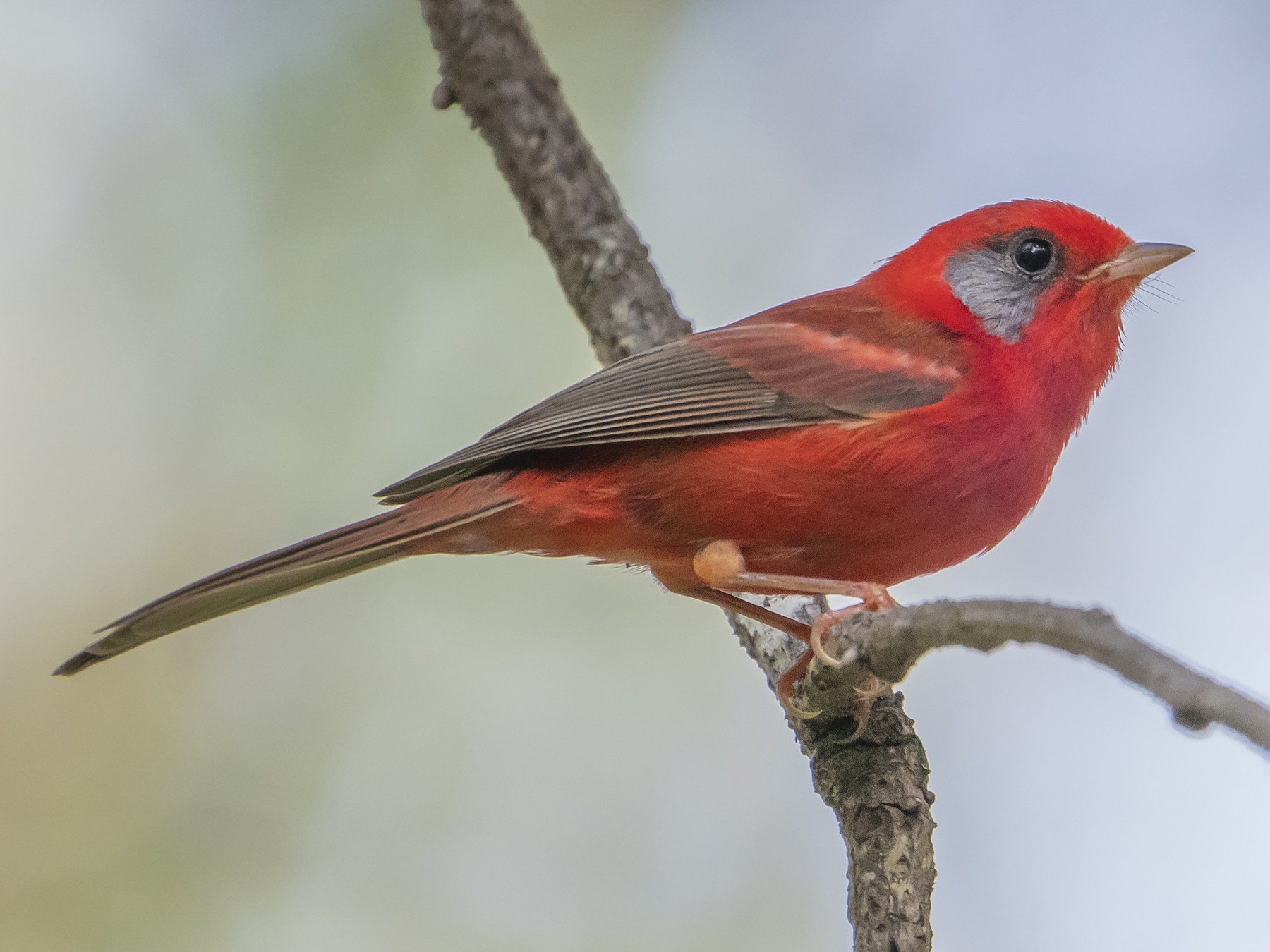 Red Warbler - eBird