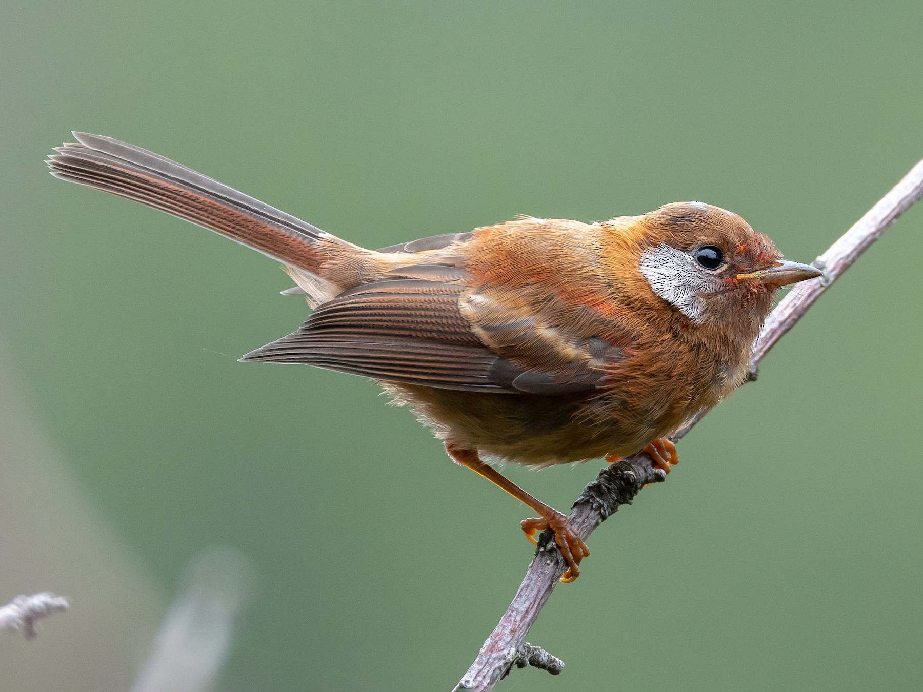 Red Warbler - eBird