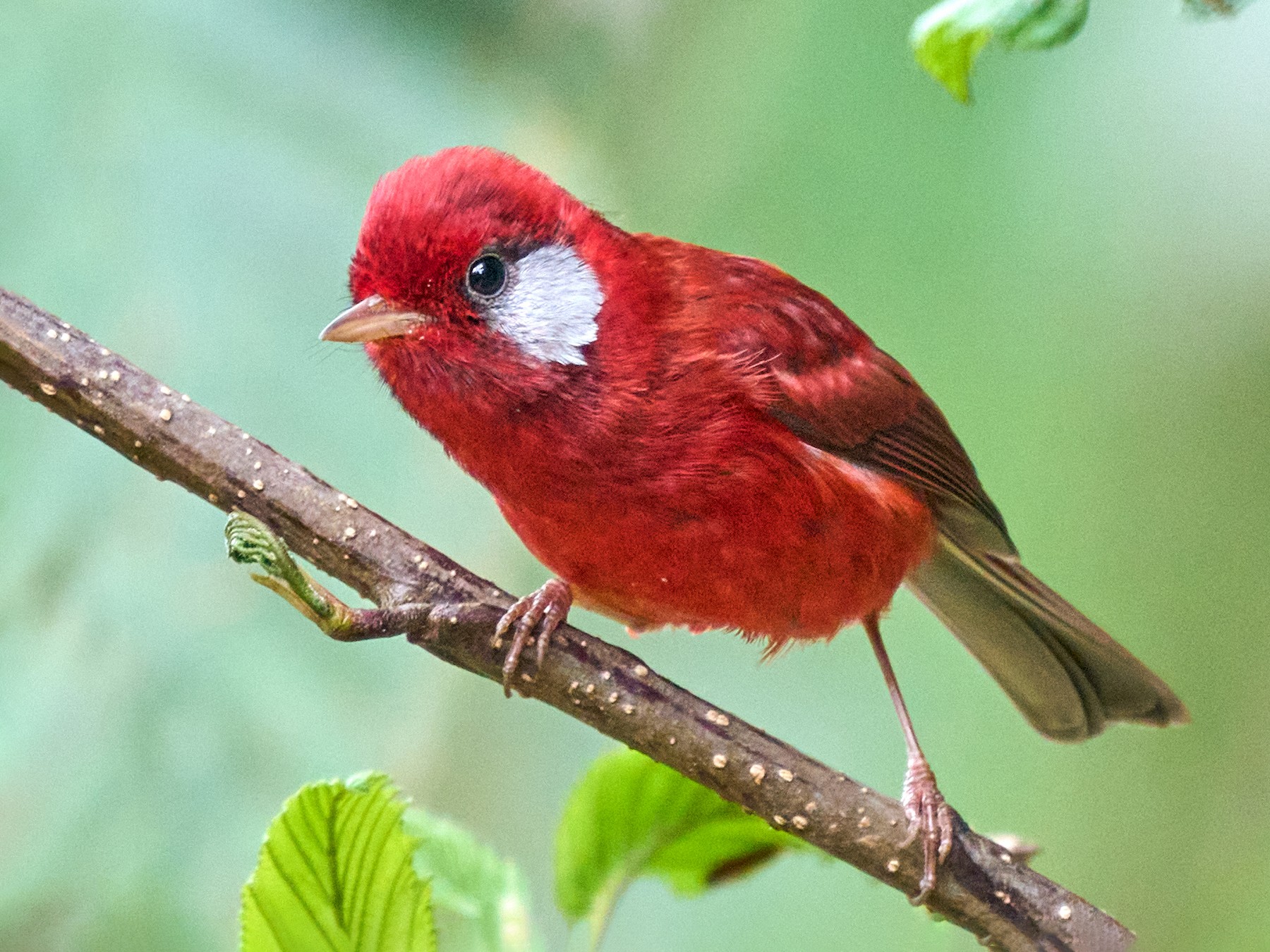 Red Warbler - eBird