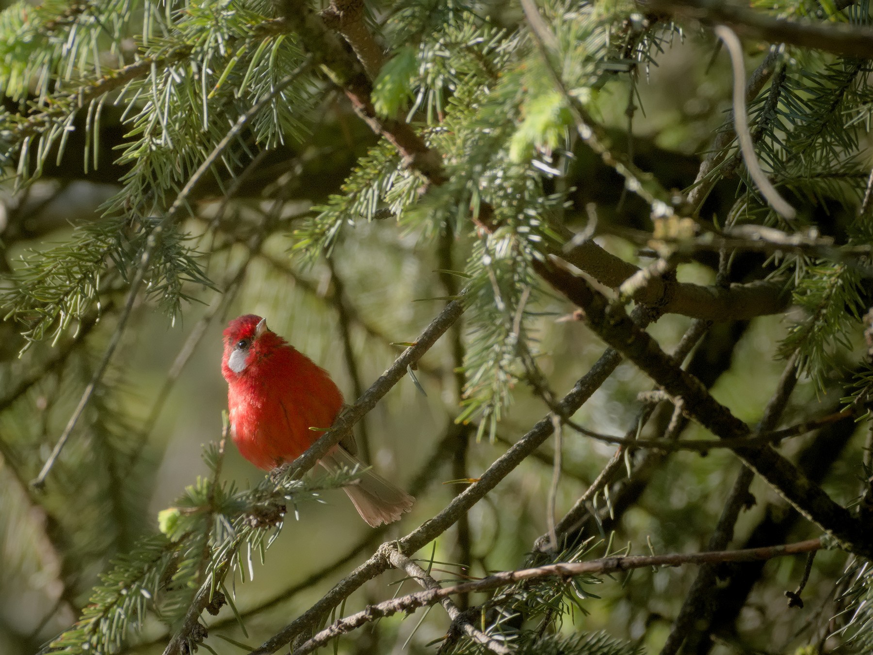 Red Warbler - eBird