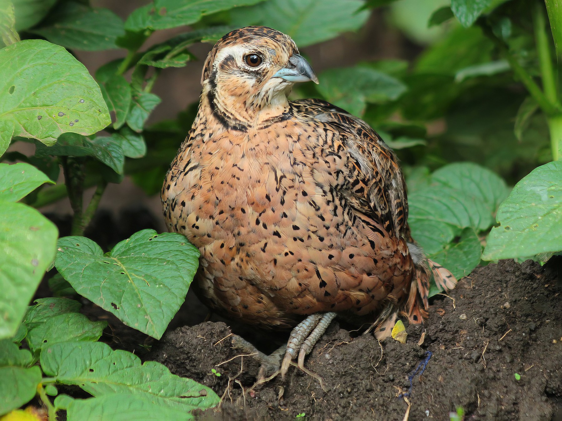 Ocellated Quail - eBird