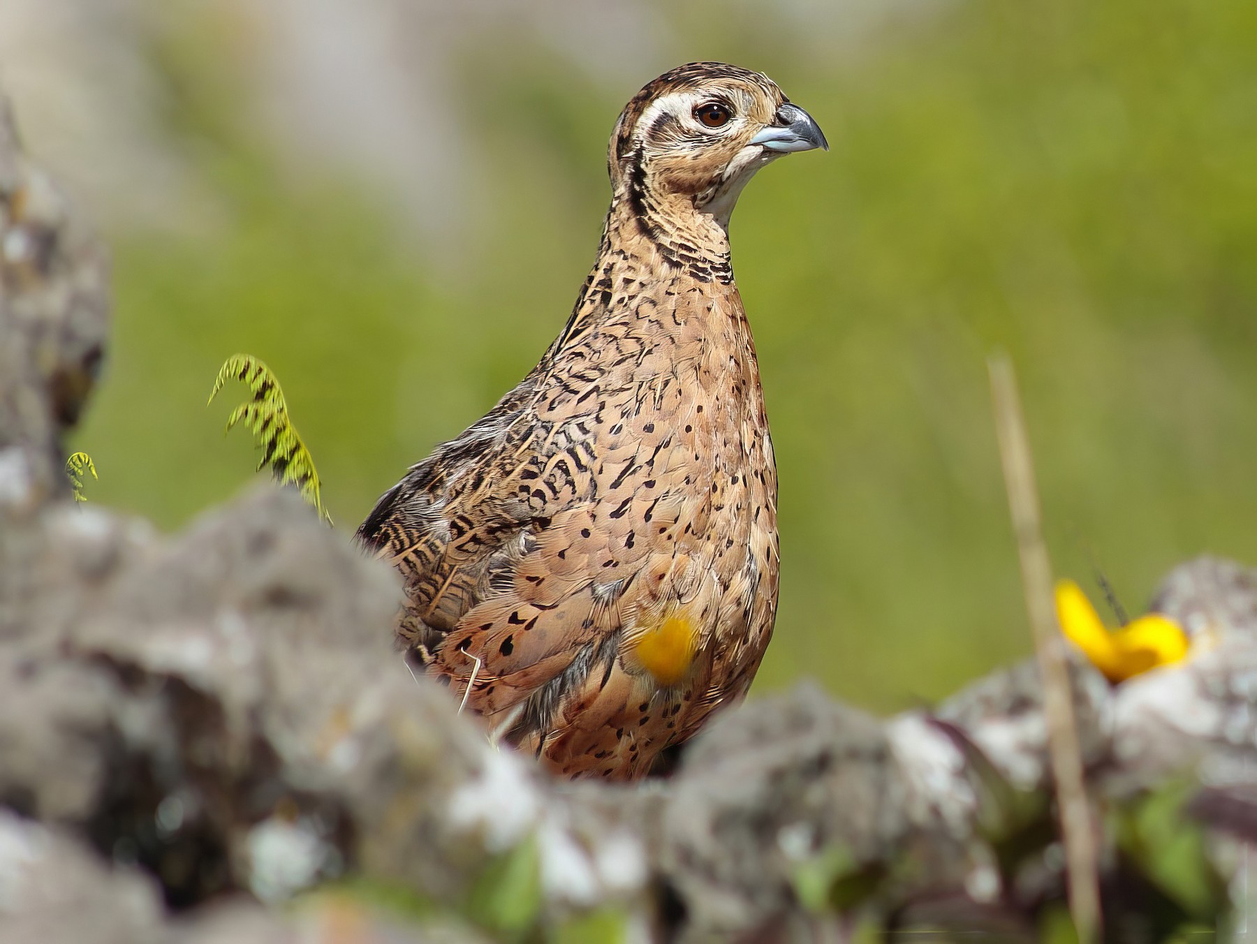 Ocellated Quail - eBird