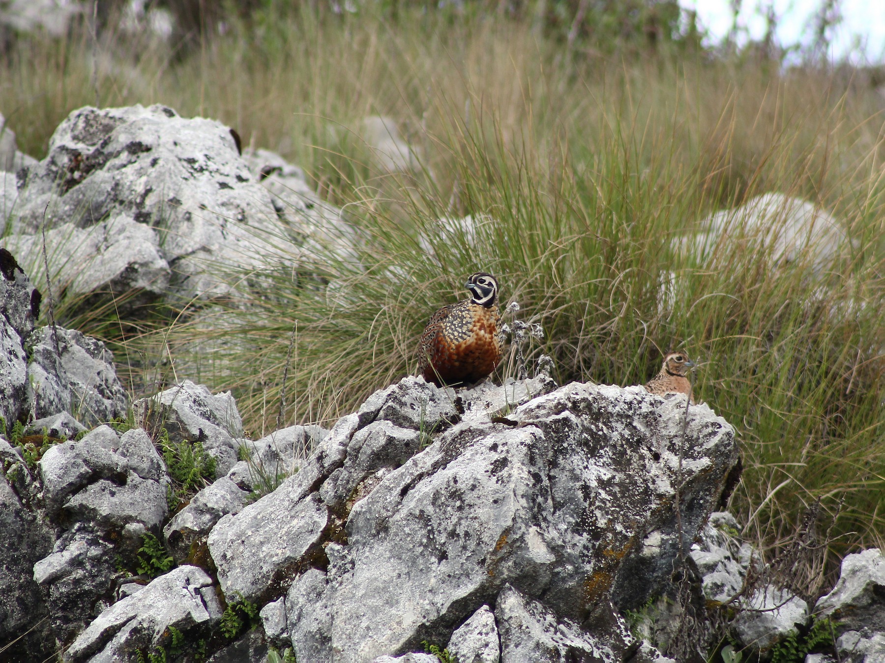 Ocellated Quail - eBird