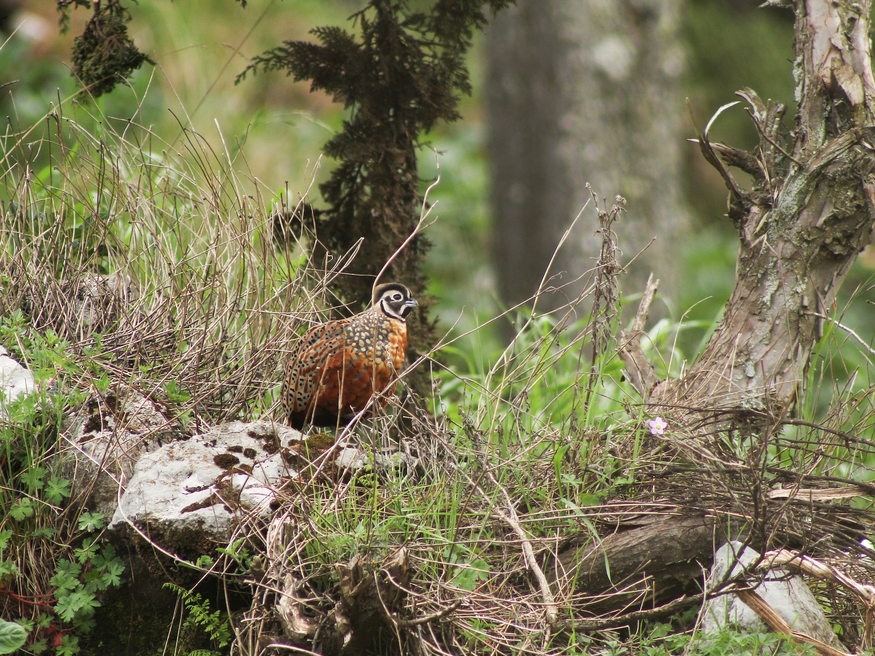 Ocellated Quail - eBird