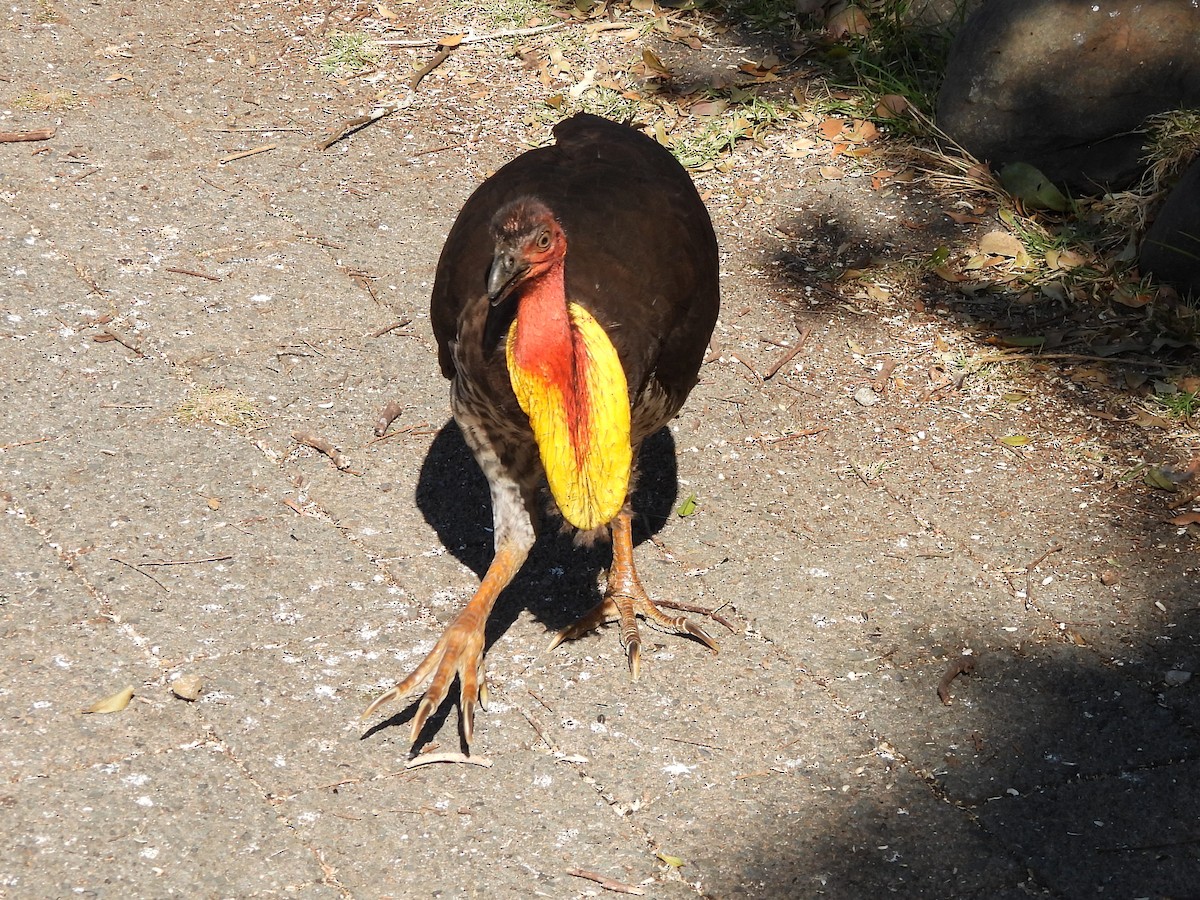 eBird Checklist - 15 Oct 2023 - O'Reilly's Rainforest Retreat - 29 species