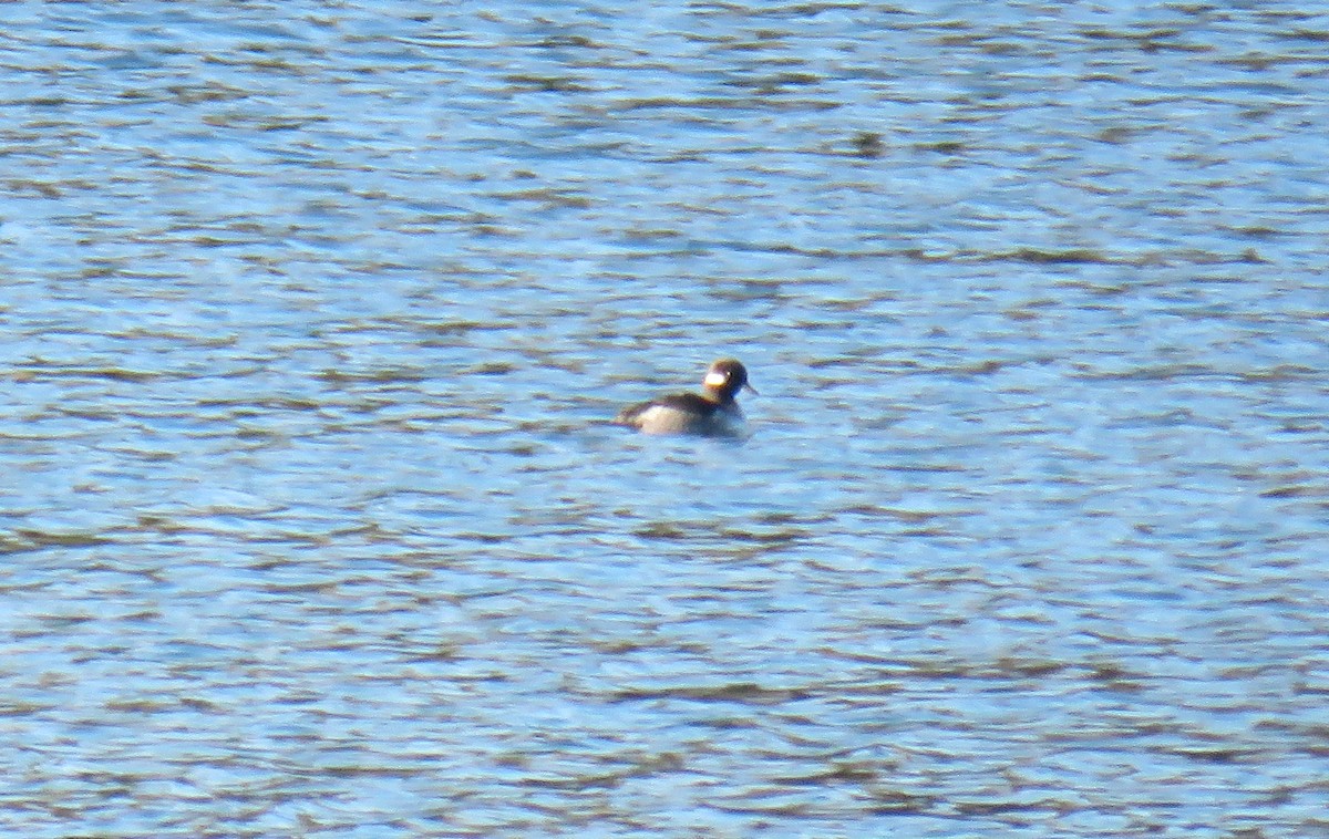 eBird Checklist - 2 Nov 2023 - Silver Lake Regional Park - 50 species