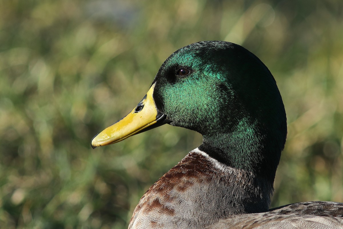 eBird Checklist - 2 Nov 2023 - Hudson Beach Park - 28 species