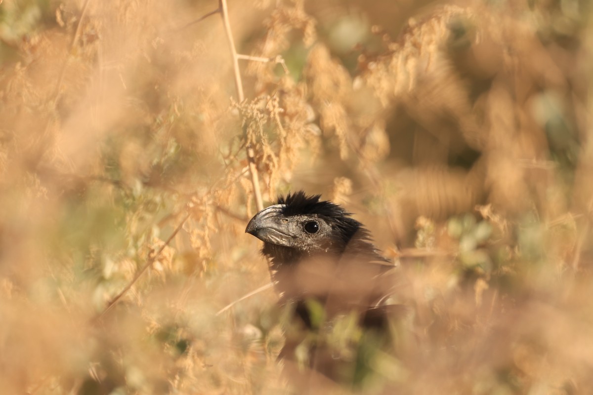 eBird Checklist - 2 Nov 2023 - Henderson Bird Viewing Preserve - 34 species