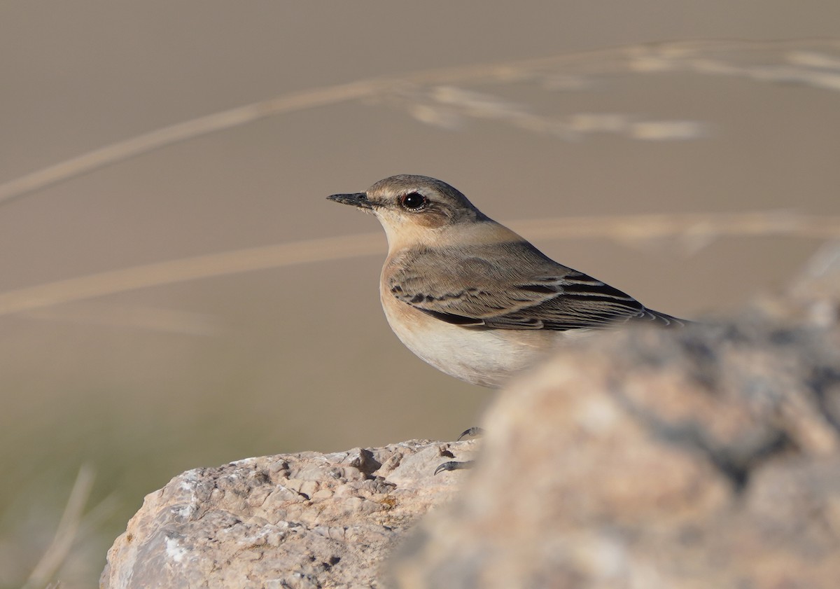 eBird Checklist - 2 Nov 2023 - Ricla--Finca Gil - 1 species