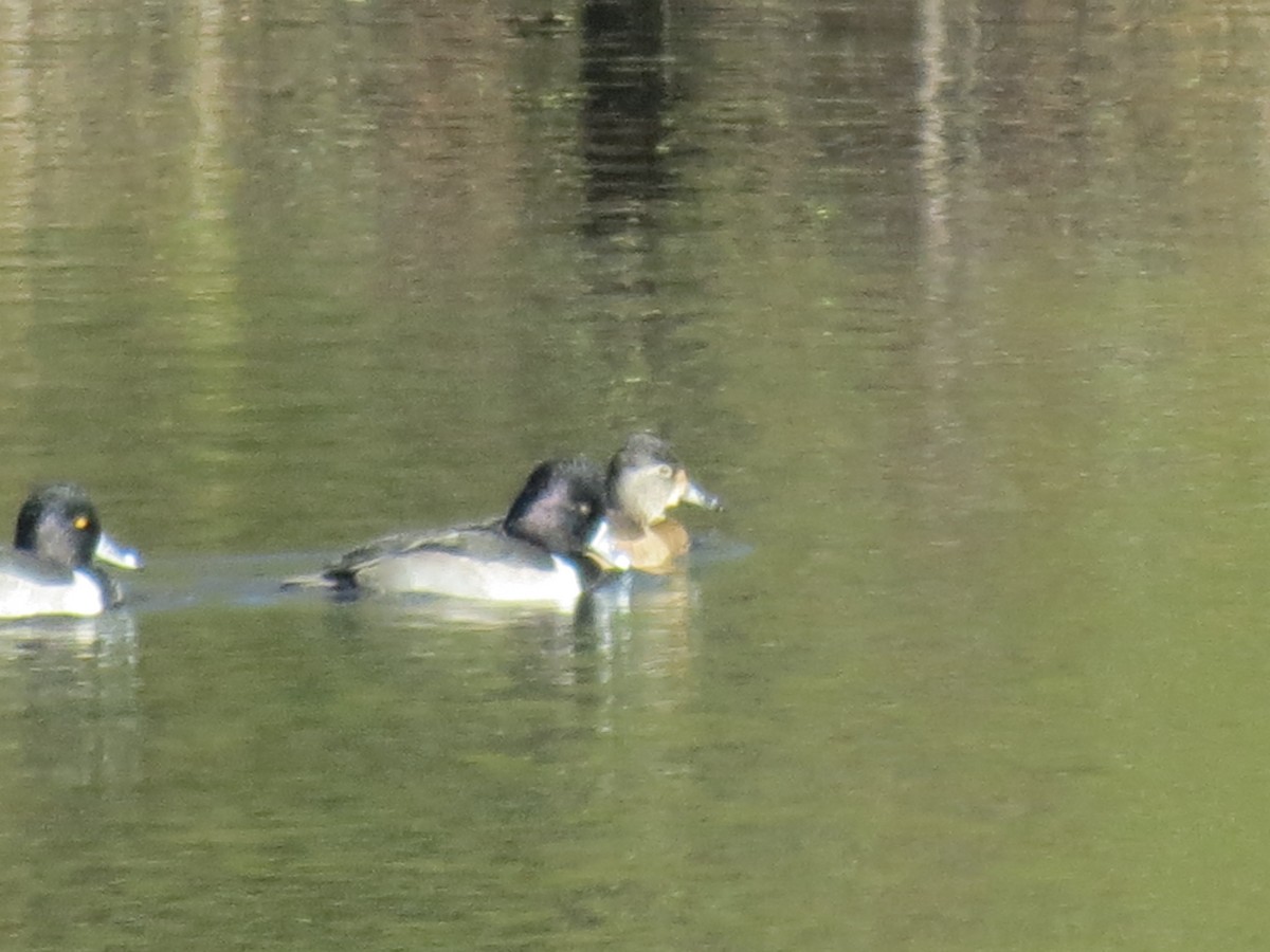 eBird Checklist - 2 Nov 2023 - Round Valley Recreation Area - 45 ...