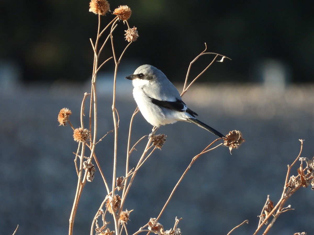 eBird Checklist - 2 Nov 2023 - Tres Rios Overbank Wetlands (permit ...