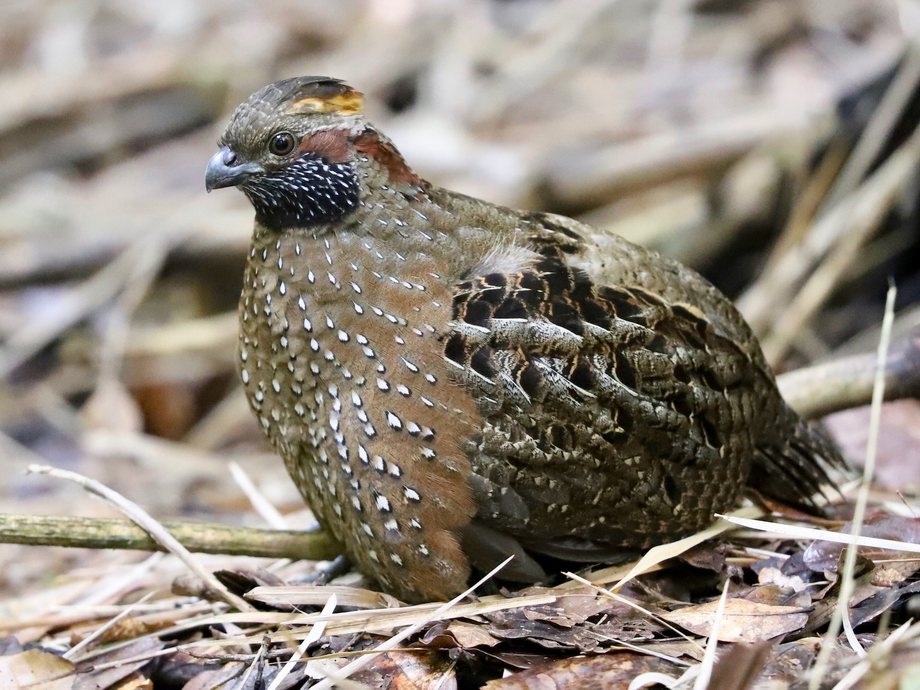 Spotted Wood-Quail - eBird