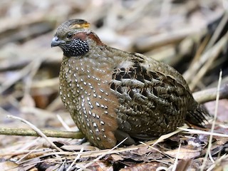 Spotted Wood-Quail - eBird