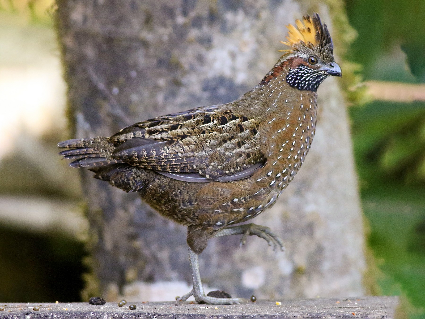 Spotted Wood-Quail - eBird