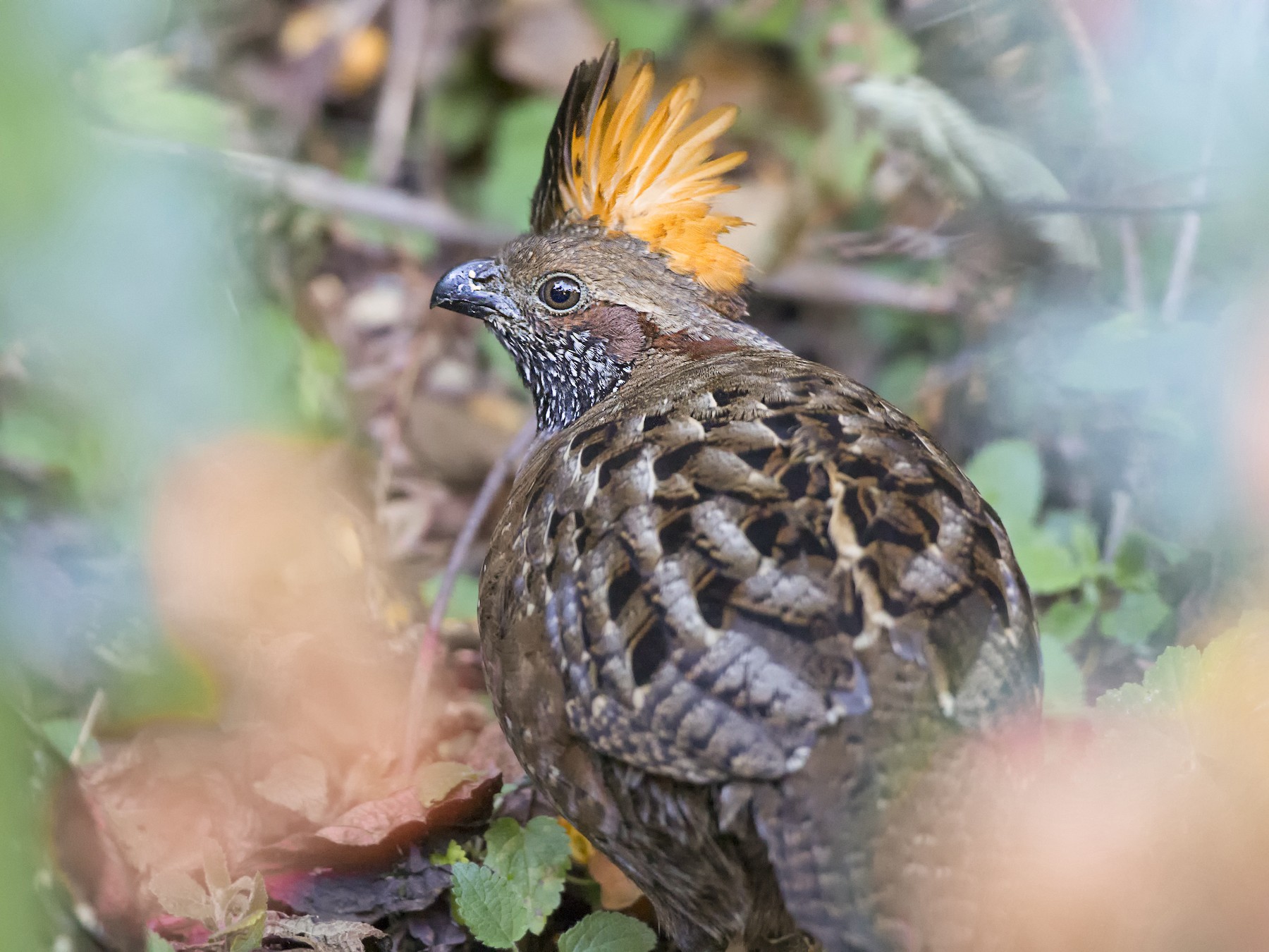 Spotted Wood-Quail - eBird