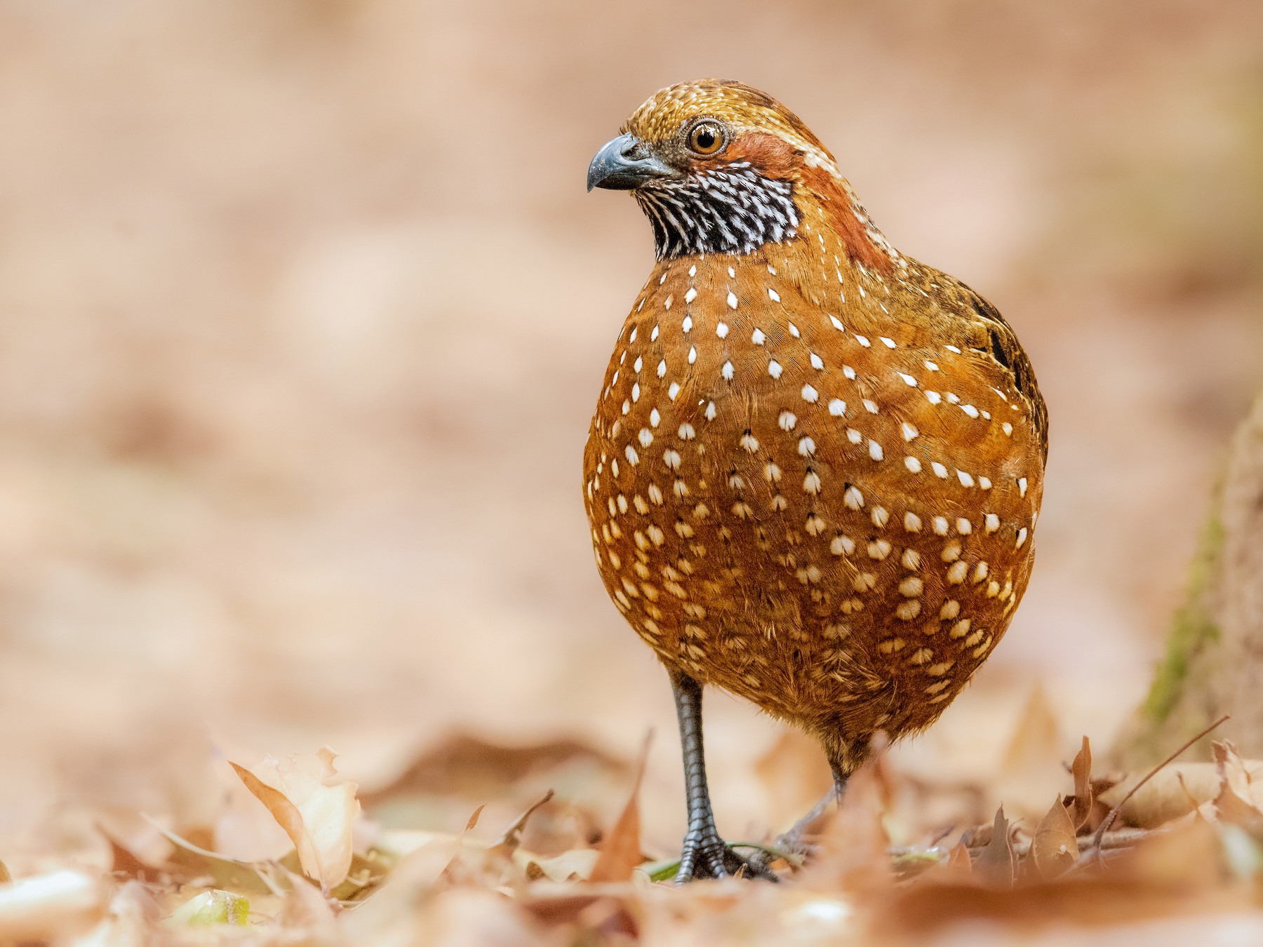 Spotted Wood-Quail - eBird