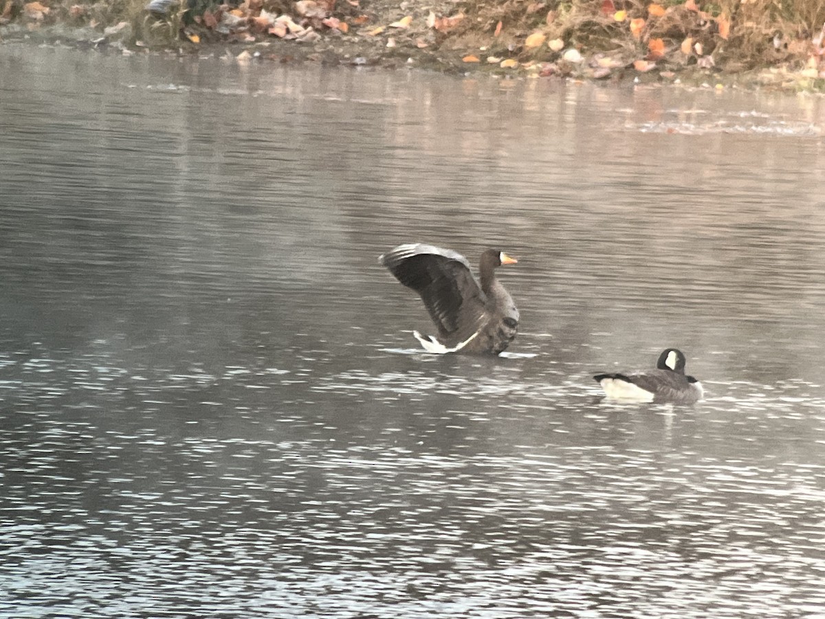 New Jersey eBird Checklist - 2 Nov 2023 - Round Valley Recreation Area ...