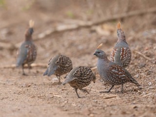 Elegant Quail - eBird
