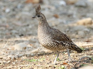Elegant Quail - eBird