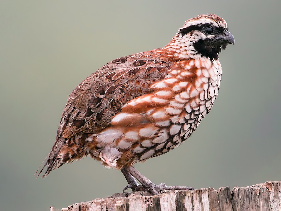 Codorniz Yucateca - eBird