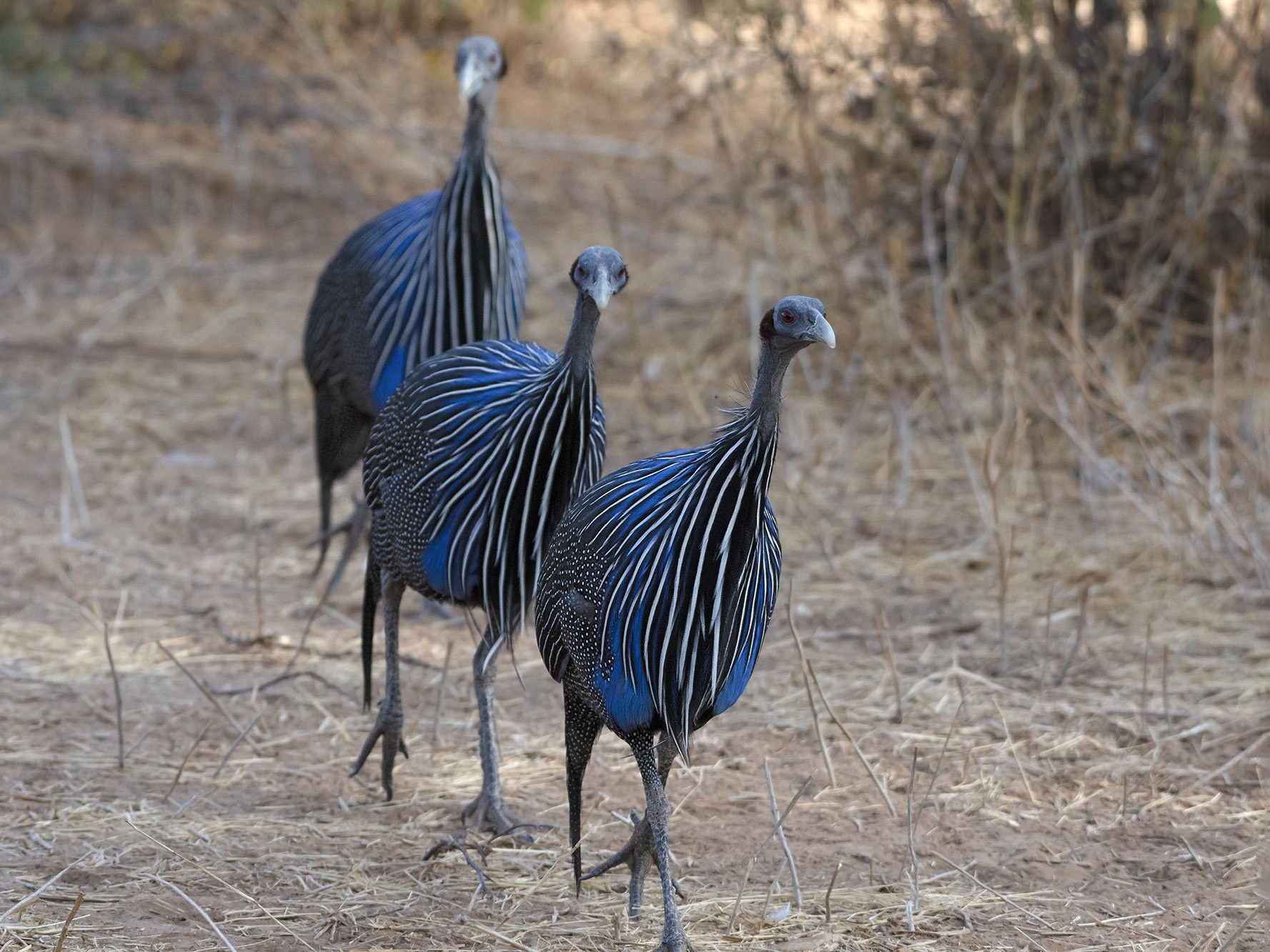 Vulturine Guineafowl - eBird
