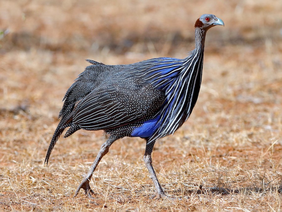 Vulturine Guineafowl - eBird