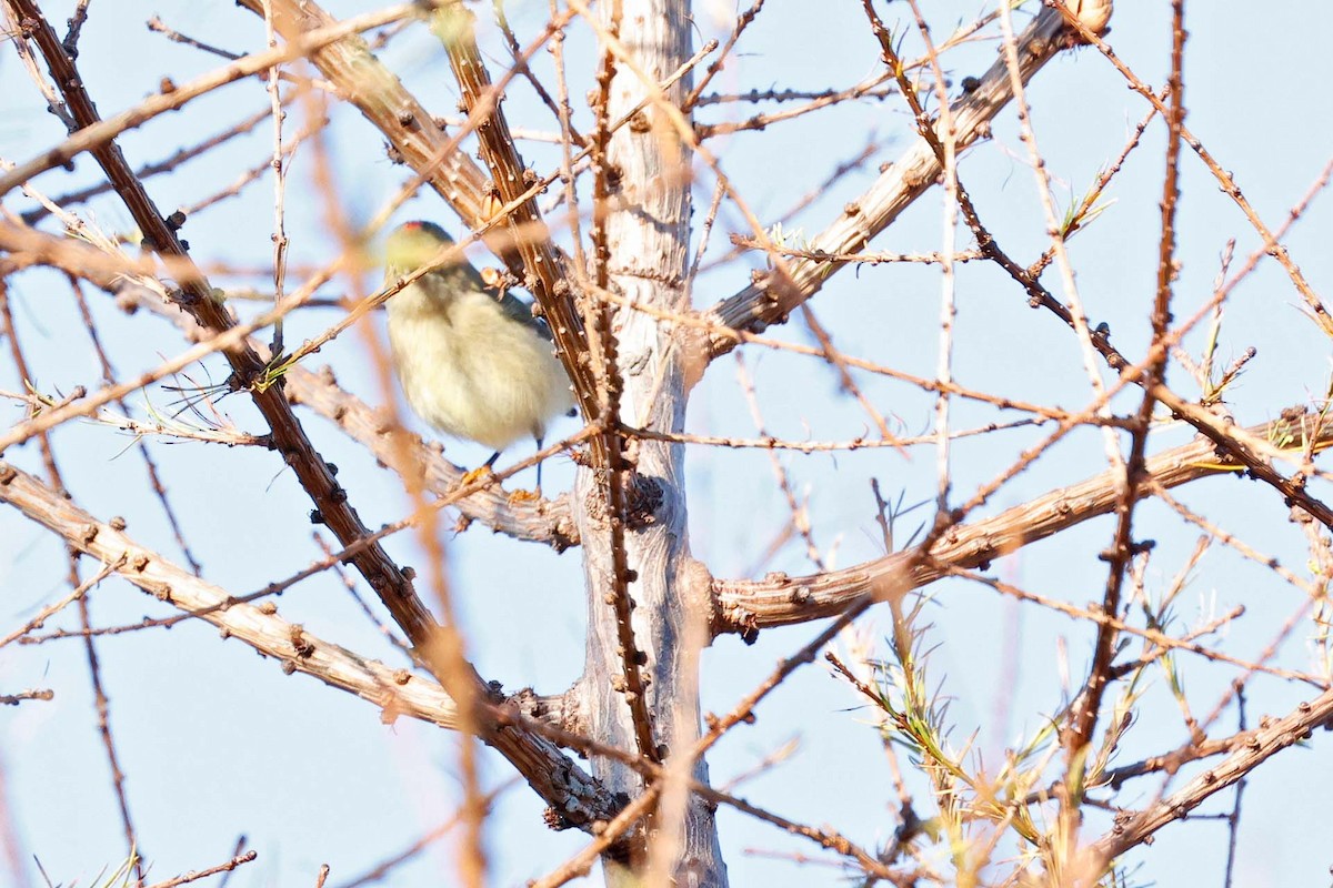 eBird Checklist - 2 Nov 2023 - Cap-d'Espoir - 11 species