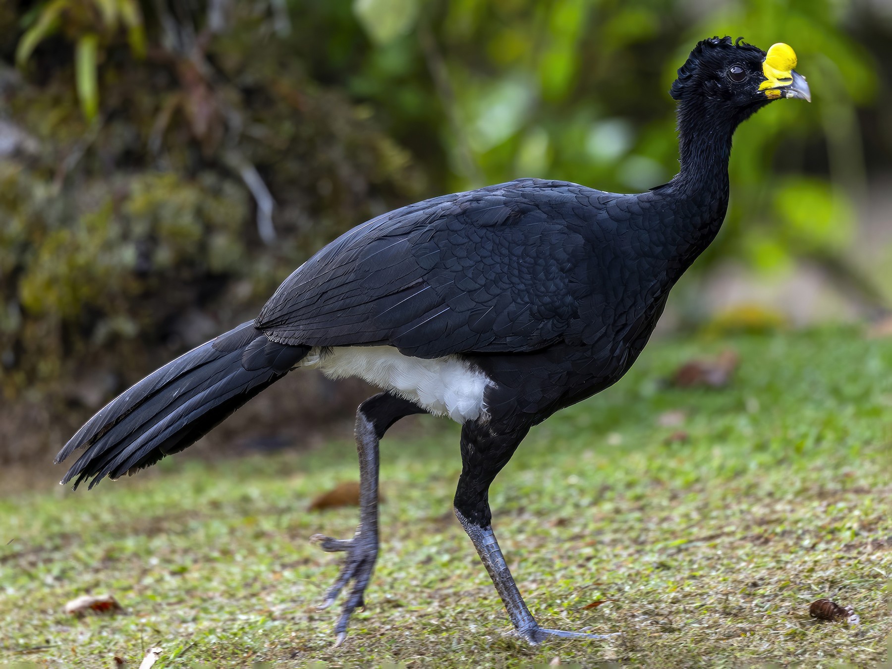 Great Curassow - eBird