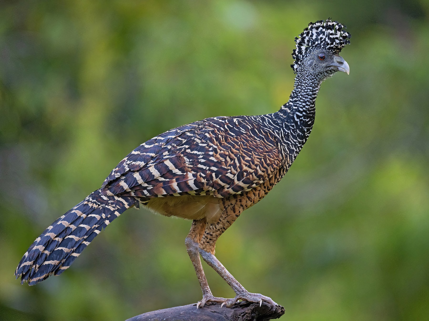 Great Curassow - eBird