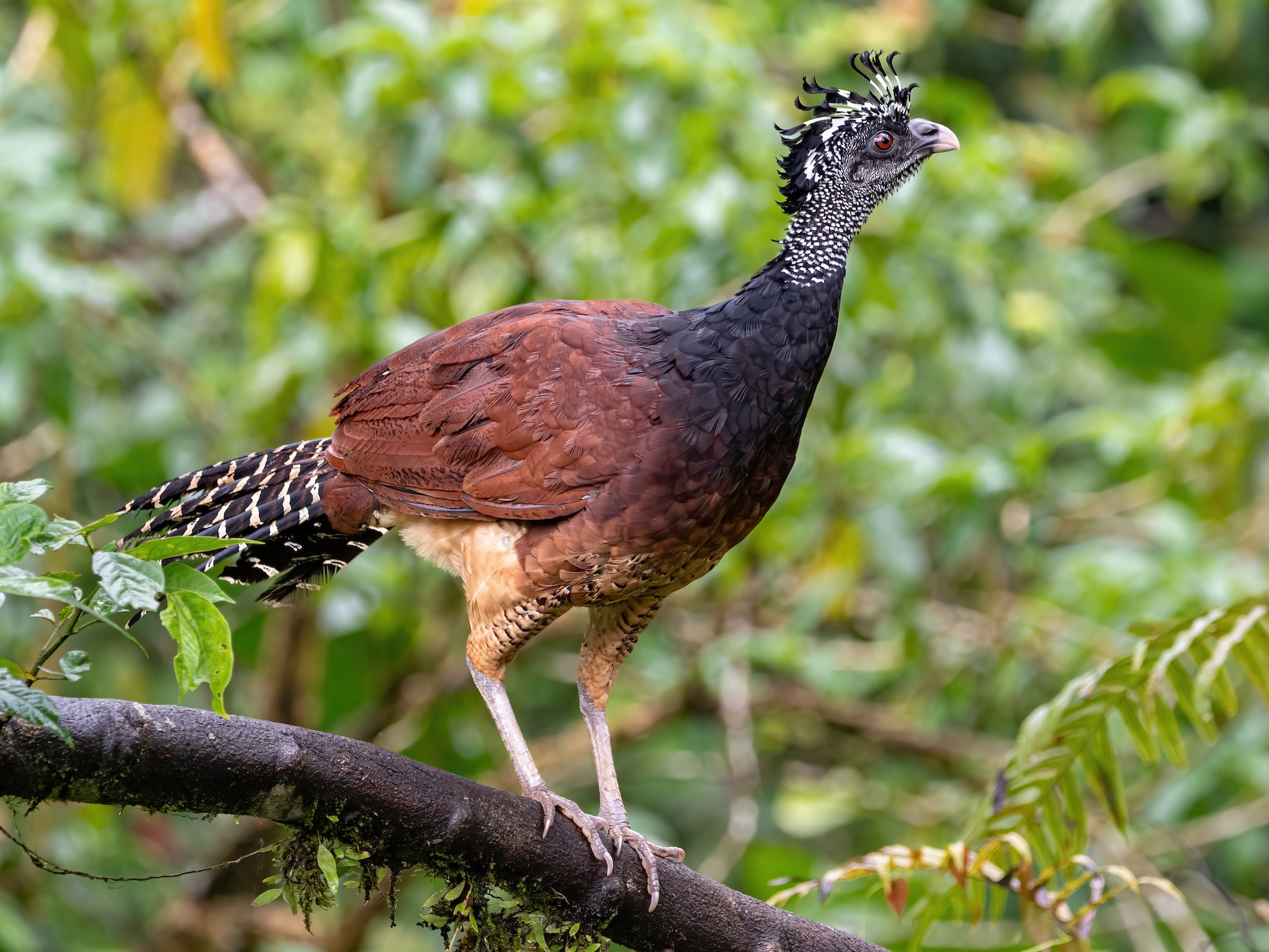 Great Curassow - eBird
